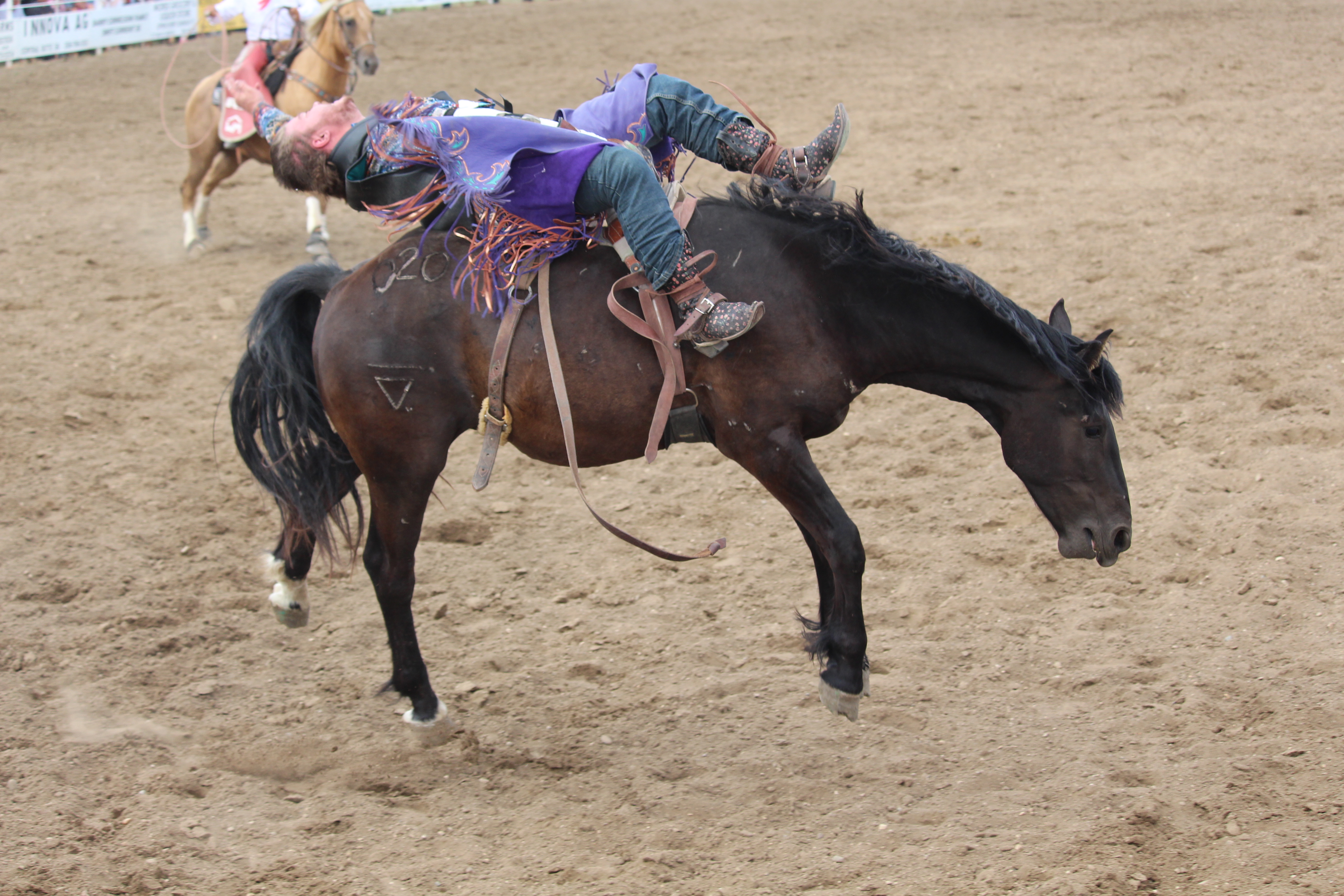 Hallonquist heating up for Saturday Rodeo - SwiftCurrentOnline.com - Local news, Weather, Sports ...